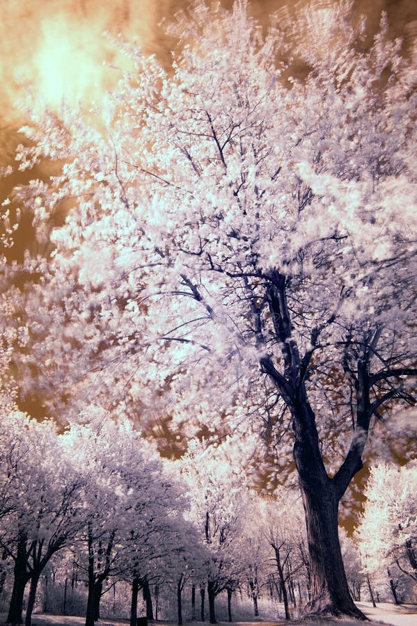Infrared Tree stock photo. Image of spring, earth, dead - 9612378