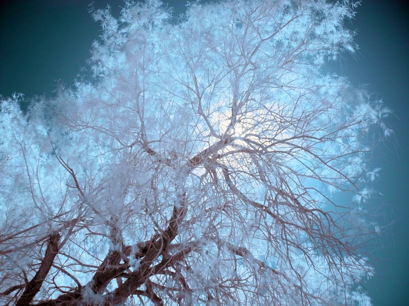 Infrared Trees, Death Valley Stock Photo - Image of california, tree ...