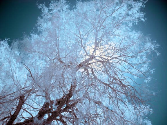 Infrared Trees, Death Valley Stock Photo - Image of california, tree ...