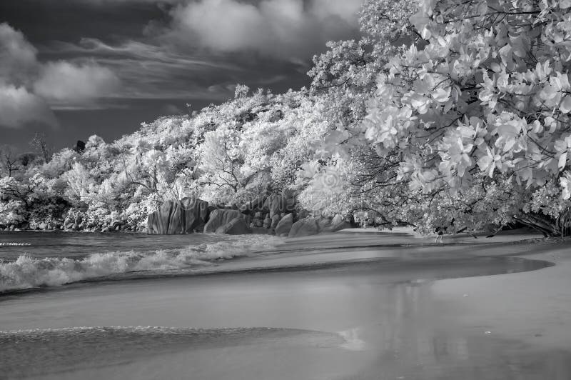 Infrared View of a Seychelles Beach. Sea, Vegetation and Sky Stock ...