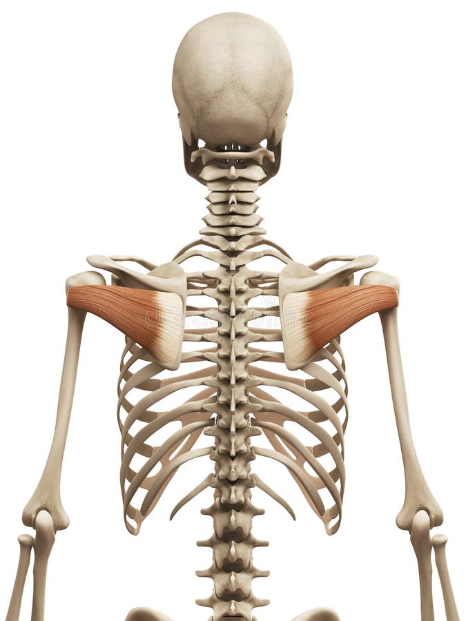 The infraspinatus stock illustration. Illustration of science - 45575606