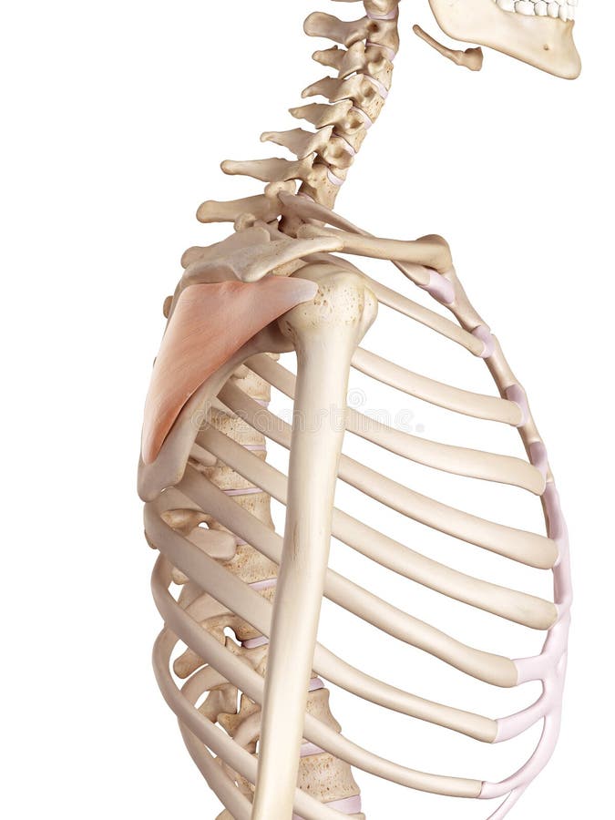 The infraspinatus stock illustration. Illustration of medical - 56286569