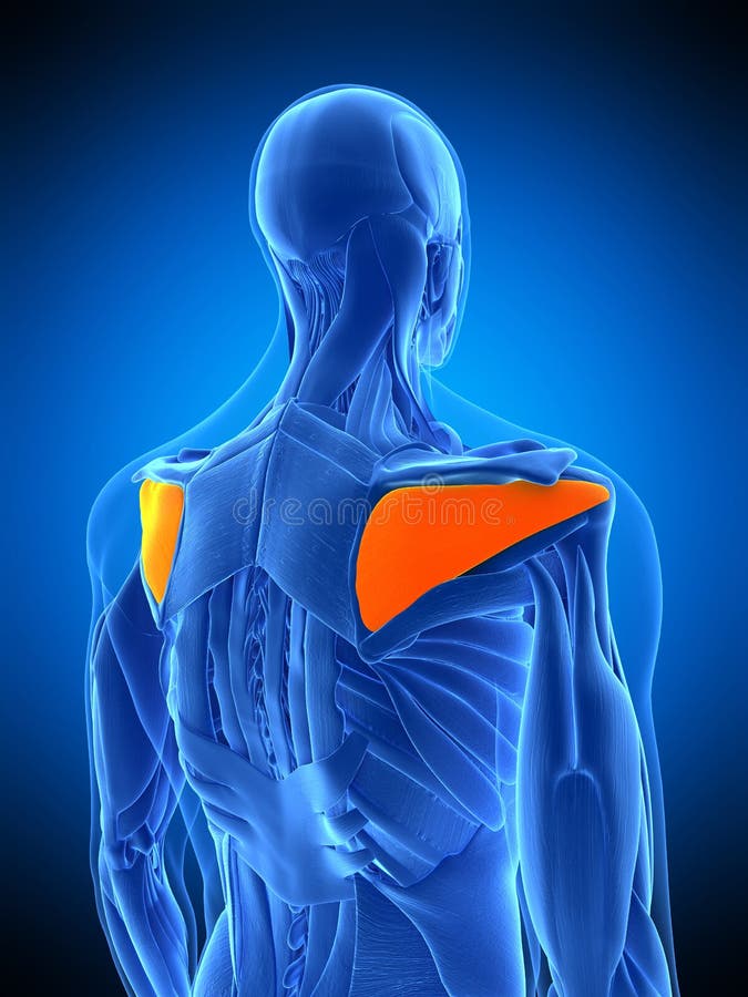 The infraspinatus stock illustration. Illustration of shoulder - 72487574