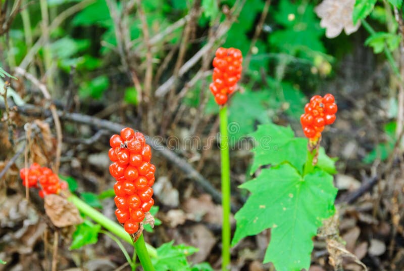 Infructescence of Arum stock image. Image of arum, poisonous - 32955923