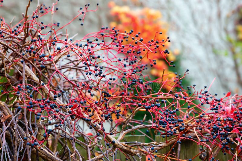 Grape Vine Tendril stock image. Image of grape, itself - 56326129