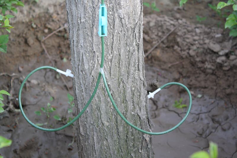 Infusion tree stock image. Image of supply, natural, green - 33541663