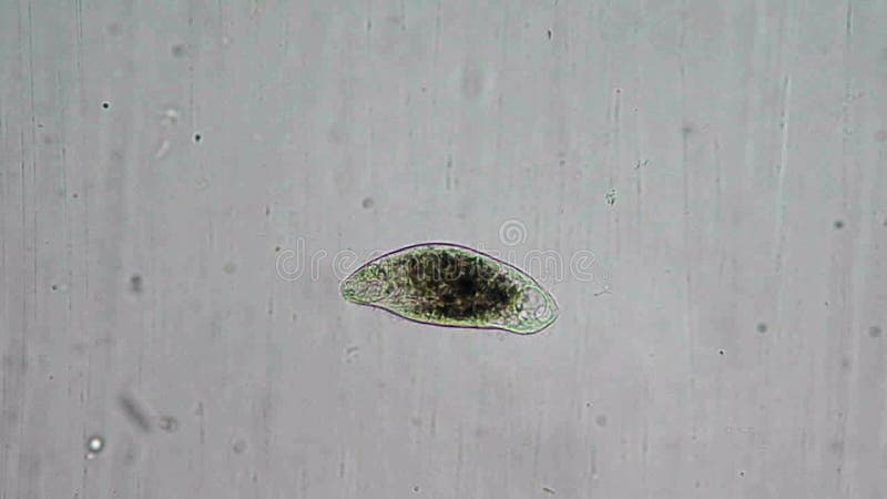 Infusoria Under Microscope Magnification in Fresh Water Stock Video ...