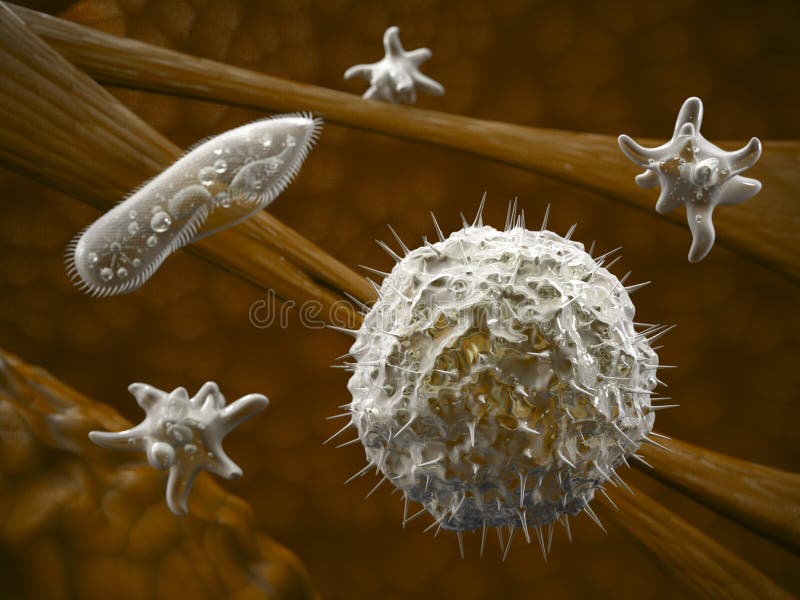 Infusoria Parameciumprotozoen Stock Abbildung - Illustration von ...