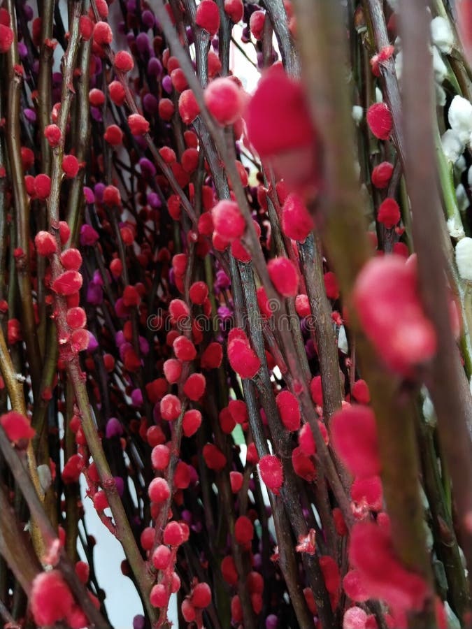 Ing Liu Tree, a Typical Tree during Chinese New Year Stock Photo ...