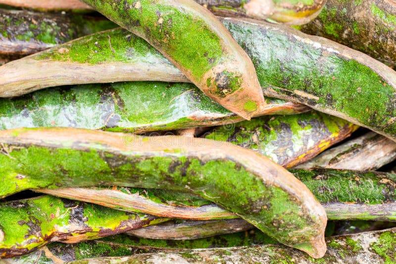 Inga Fruit Stems foto de archivo. Imagen de travieso - 61380068