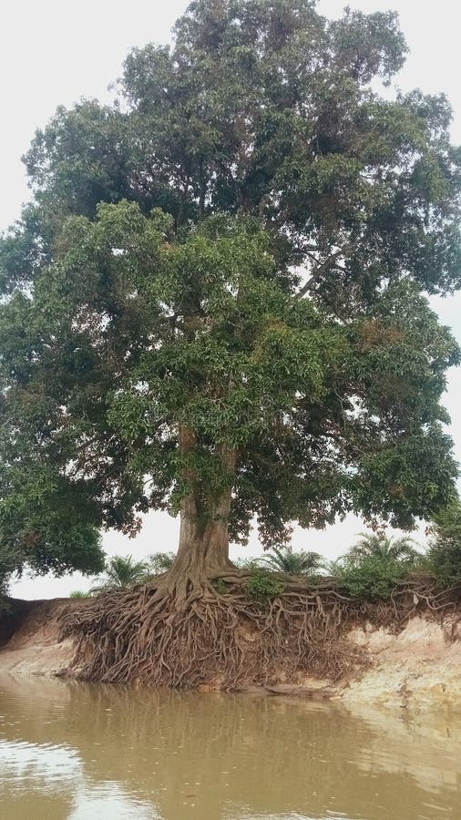 Ingas Tree on the River Bank in Panaragan Stock Image - Image of bank ...
