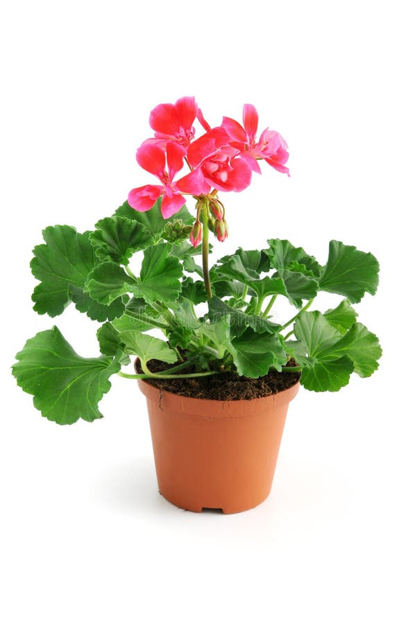 Roodroze Geranium in Pot Op Witte Achtergrond Stock Foto - Image of ...