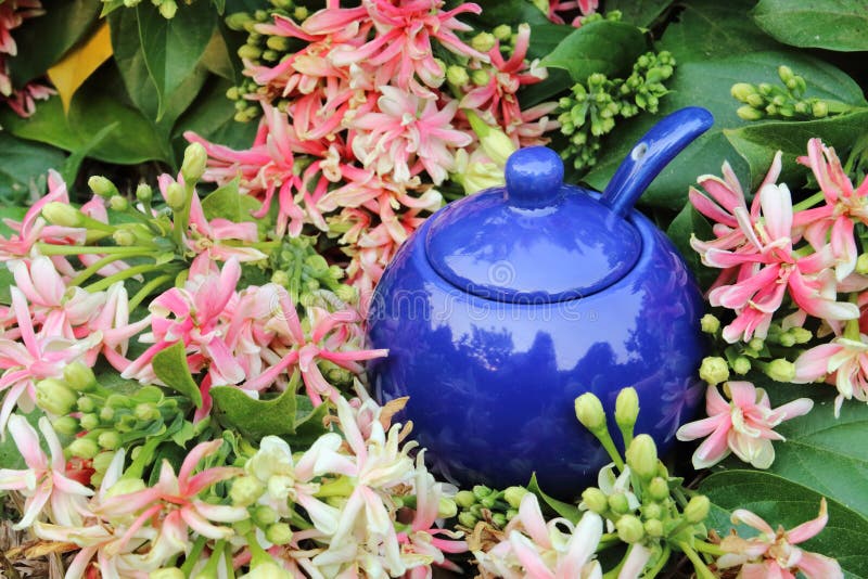 Ingredient Pot in Flower Bush Stock Image - Image of sweetener, sugar ...
