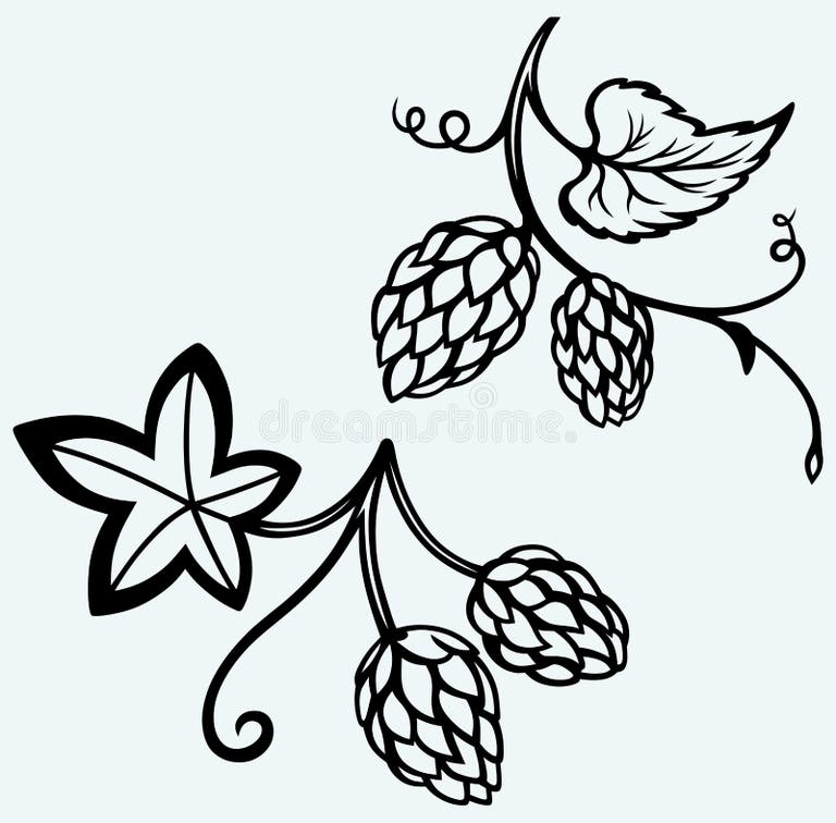 Hops Stock Illustrations – 12,189 Hops Stock Illustrations, Vectors ...