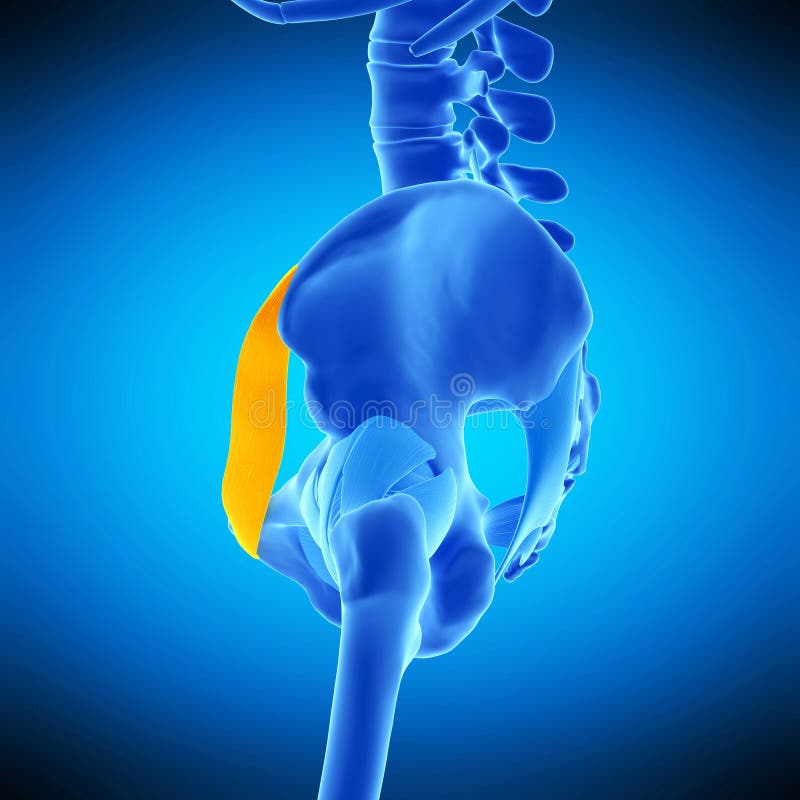 The inguinal ligament stock illustration. Illustration of inguinal ...