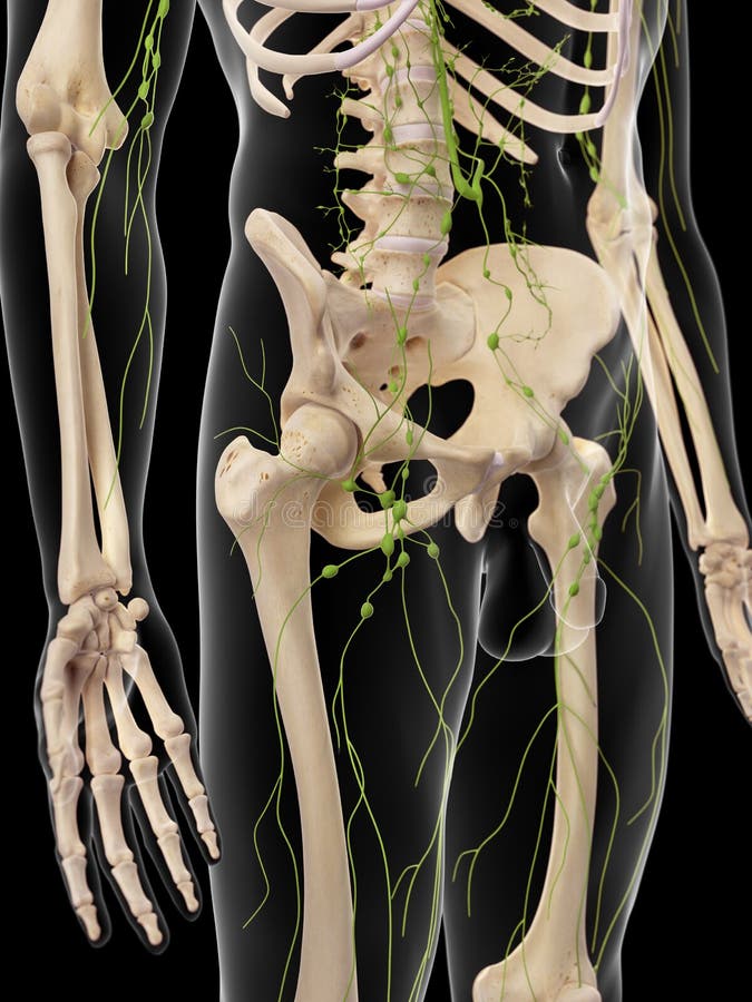 Inguinal lymph nodes - mmogulf