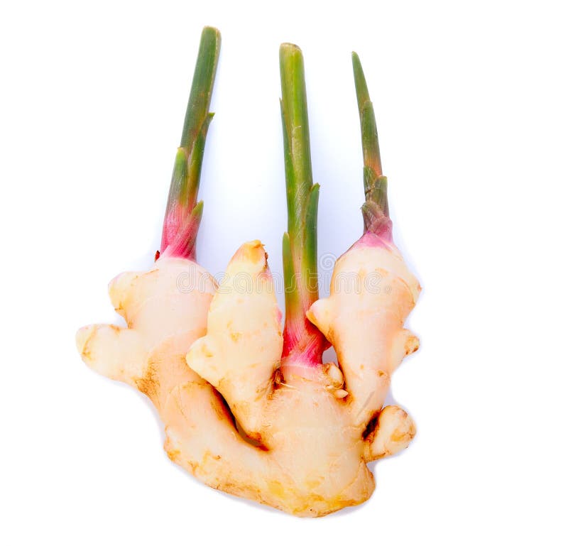 Ingwer, Junger Ingwer, Frischer Ingwer Stockbild - Bild von küche ...