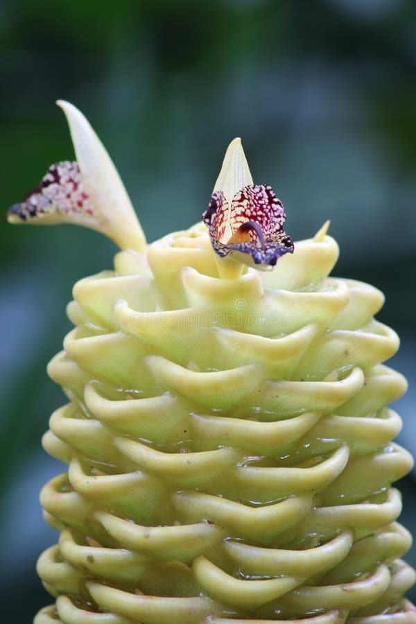 Ingweranlage stockbild. Bild von nave, ingwer, gelb, deckung - 35619125