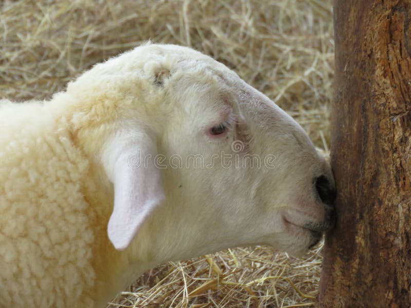 Inhaling the Smell of Goats Stock Photo - Image of straw, trees: 96690748