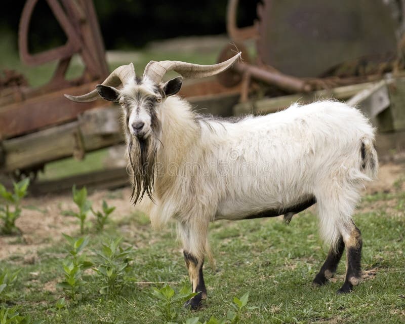 Getabock fotografering för bildbyråer. Bild av vitt, krökt - 31445367