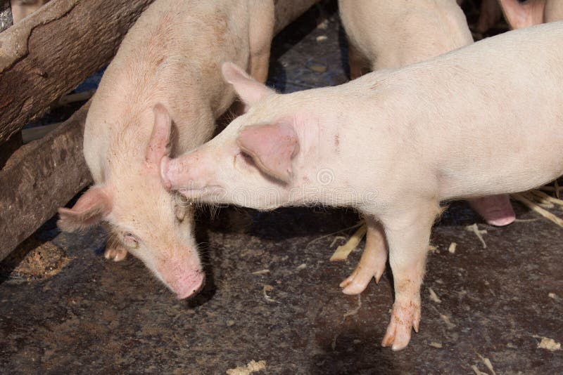 Svinfarm fotografering för bildbyråer. Bild av kuba, bilaga - 87559203