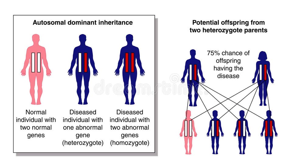 Genetic Inheritance Stock Illustrations – 2,795 Genetic Inheritance ...