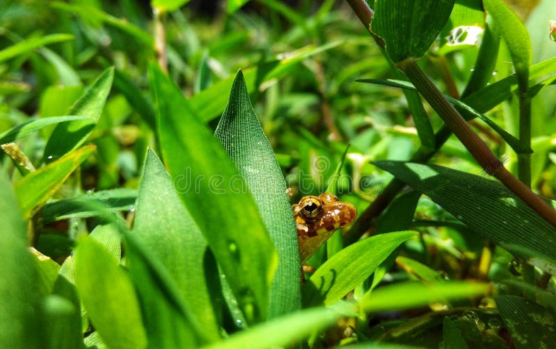 Inheritors of the Earth stock photo. Image of inheritors - 186966706