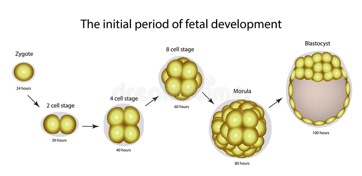 Zygote Embryo Development Stock Illustrations – 410 Zygote Embryo ...