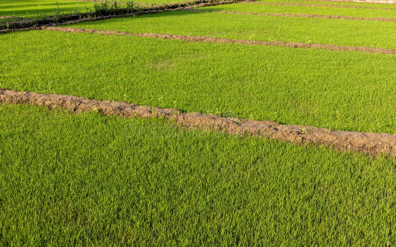 The Initial Phase of Rice Crop in the Field Stock Photo - Image of ...