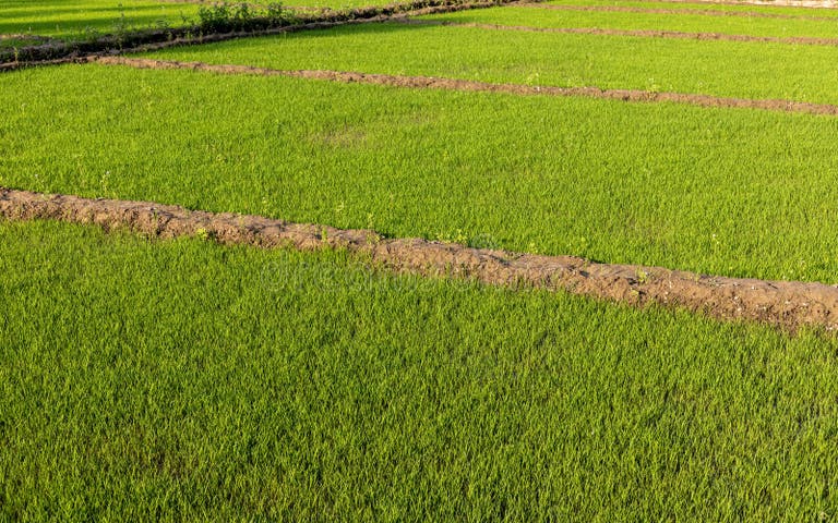 The Initial Phase of Rice Crop in the Field Stock Photo - Image of ...