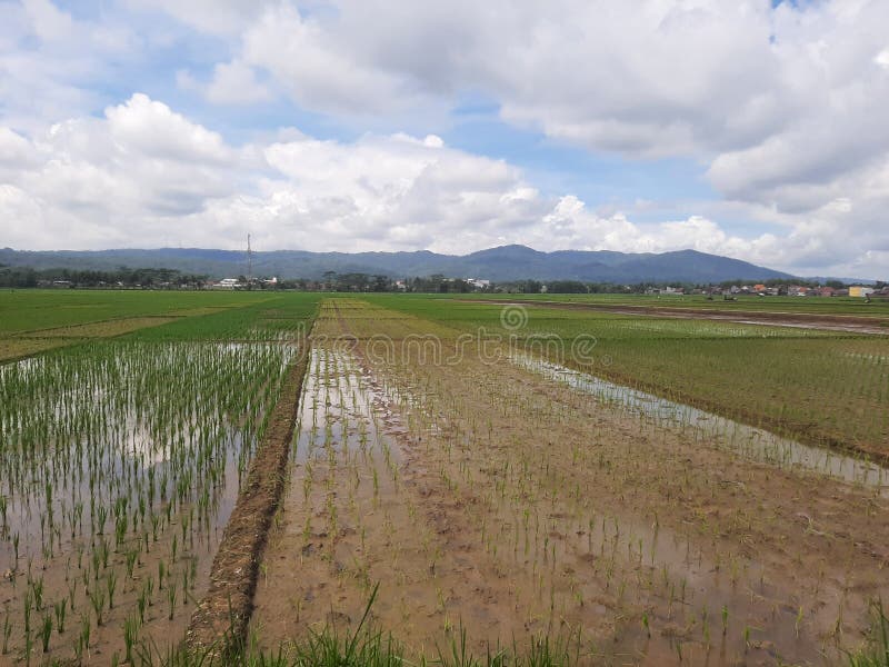 The Initial Process of Rice Cultivation Stock Photo - Image of ...