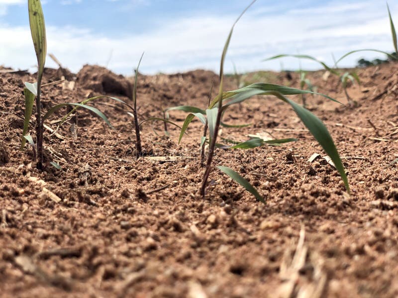 Initial Seedling of Grass on Tropical Grass Stock Photo - Image of data ...