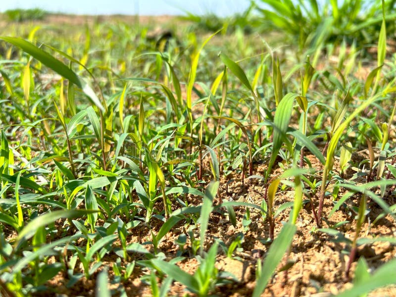 Initial Seedling of Grass on Tropical Grass Stock Image - Image of data ...