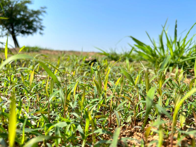 Initial Seedling of Grass on Tropical Grass Stock Photo - Image of feed ...