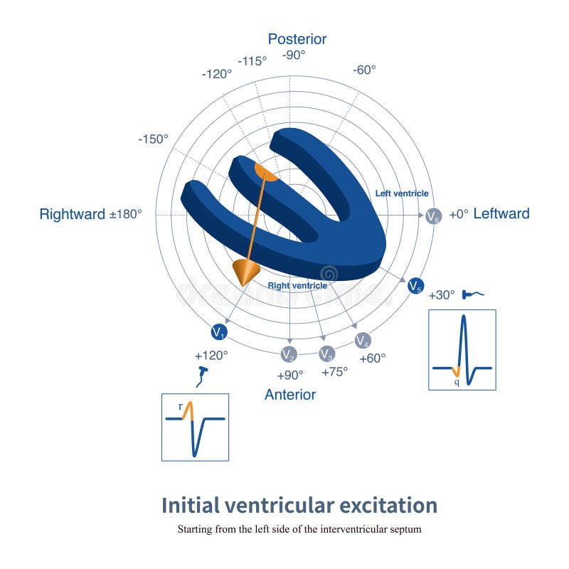 Initial Ventricular Excitation Stock Illustration - Illustration of ...