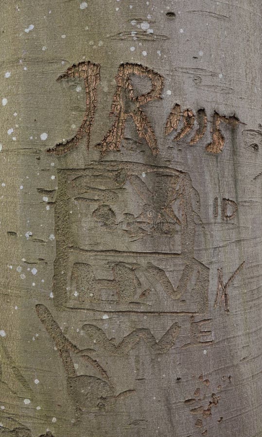Initials Carved in Bark of Tree Stock Image - Image of scar, forest ...