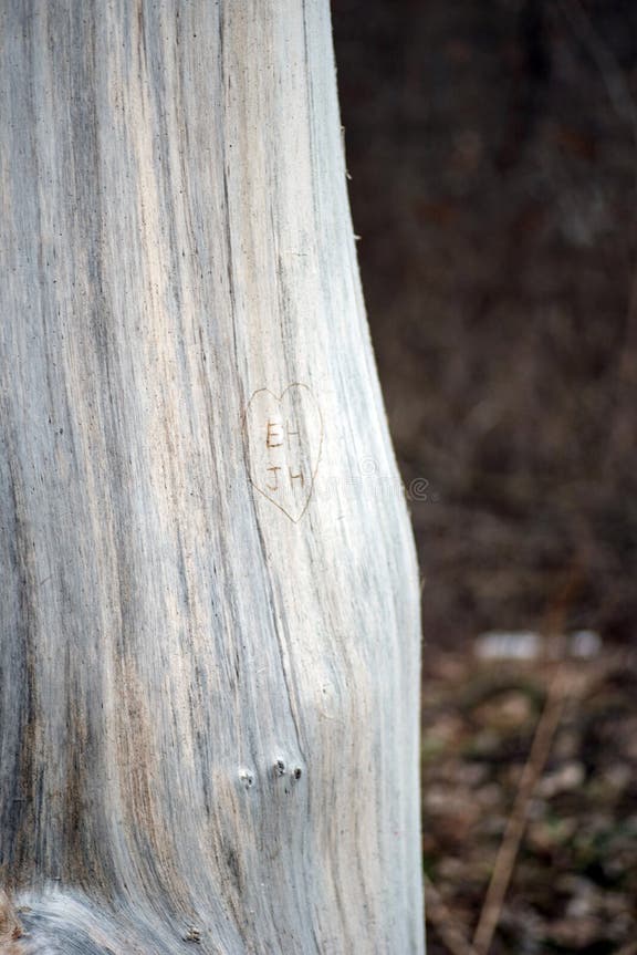 Initials and Heart Carved into Tree Stock Image - Image of initials ...