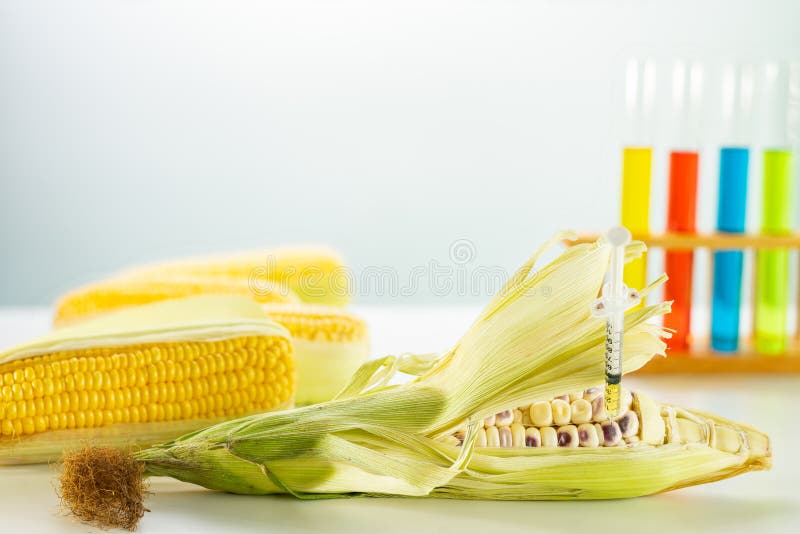 Injected Corn Cob in Genetic Engineering Laboratory Stock Image - Image ...