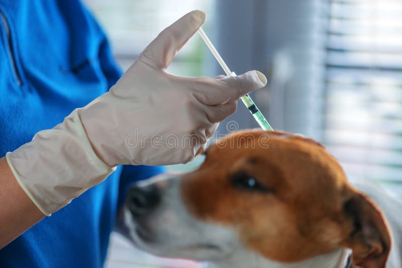 Injecting stock photo. Image of hand, canine, illness - 68338976