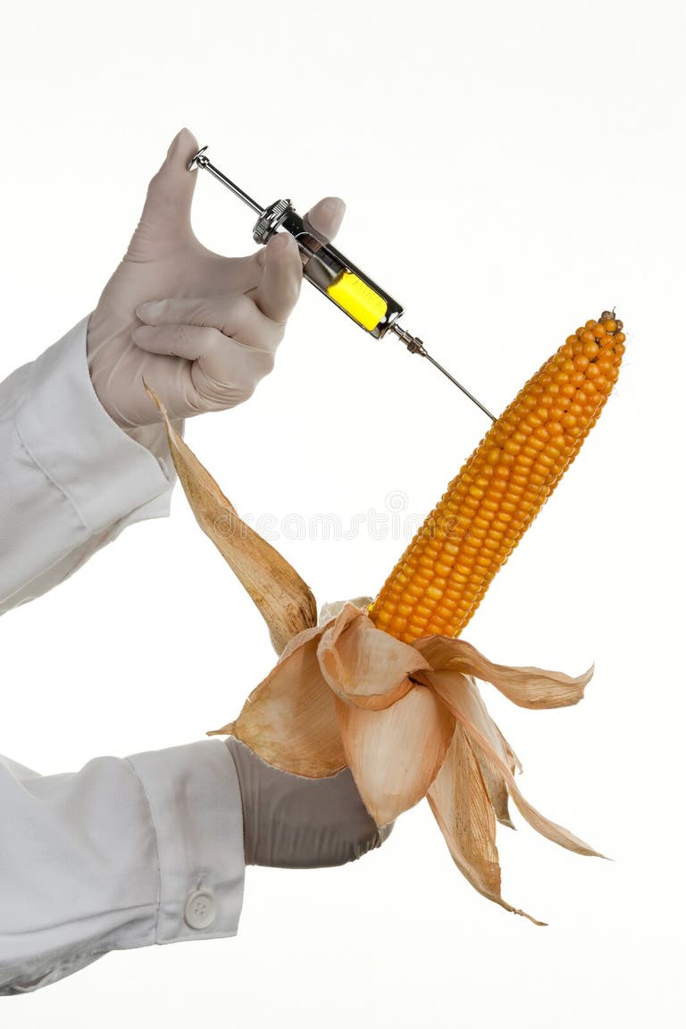 1,621 Modified Corn Stock Photos - Free & Royalty-Free Stock Photos ...