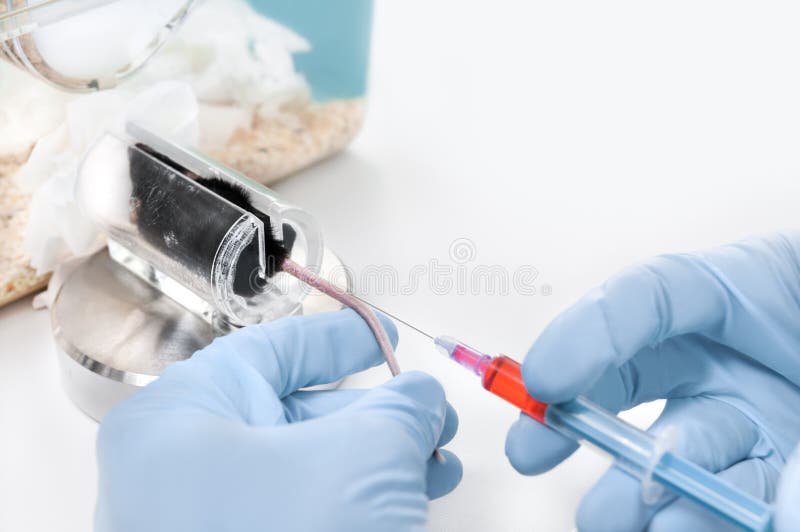 Injection into mouse tail stock image. Image of laboratory - 43774727