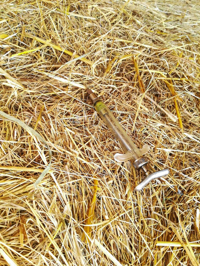 Injection Needle on Hay Bale Stock Photo - Image of bale, healthy ...