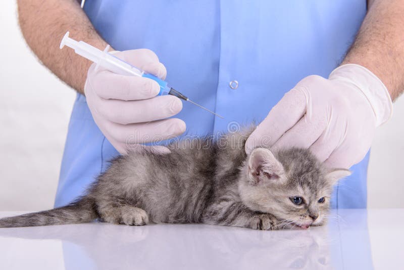 Veterinarian Giving Injection Insulin To a Cat Stock Photo - Image of ...