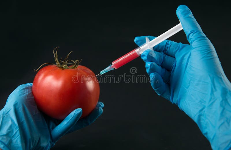 Injection into tomato stock photo. Image of mutation - 37017296