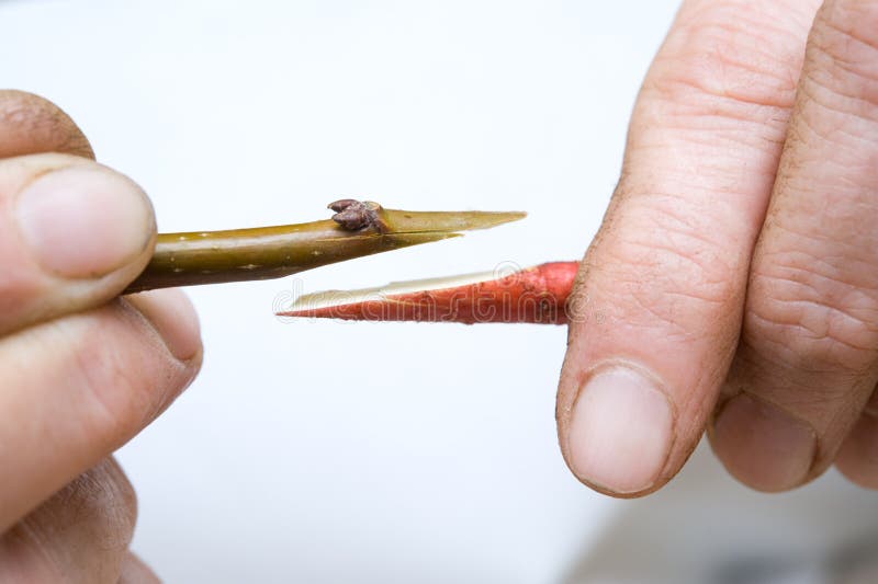 Injerto imagen de archivo. Imagen de ramita, planta, florecimiento ...