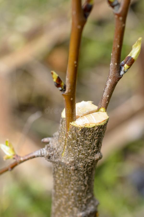 Injerto De árboles Frutales Foto de archivo - Imagen de hendidura ...