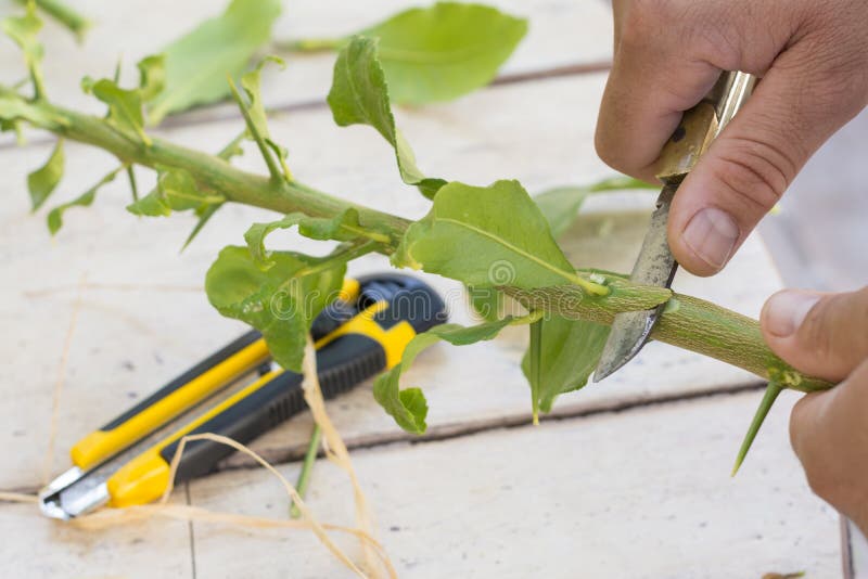 Injerto En Rama Verde Del Limón Foto de archivo - Imagen de huerta ...