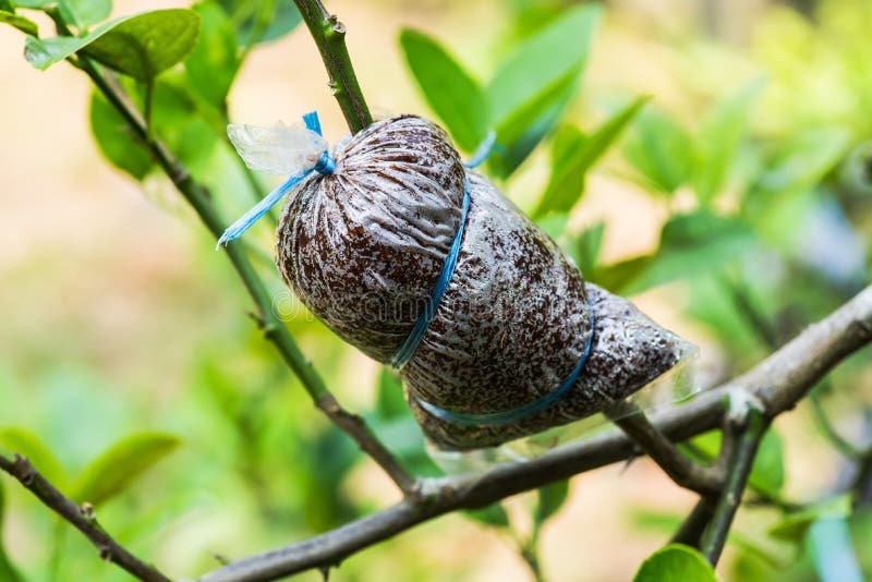 Injerto de la planta foto de archivo. Imagen de injerto - 40078348