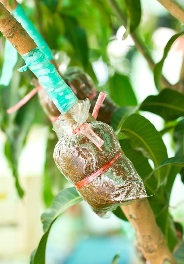 Injerto En Un árbol De Mango Foto de archivo - Imagen de cultive ...