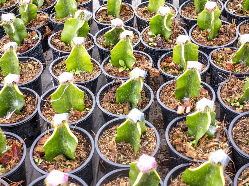 Injerto del cactus imagen de archivo. Imagen de sostenido - 36436557